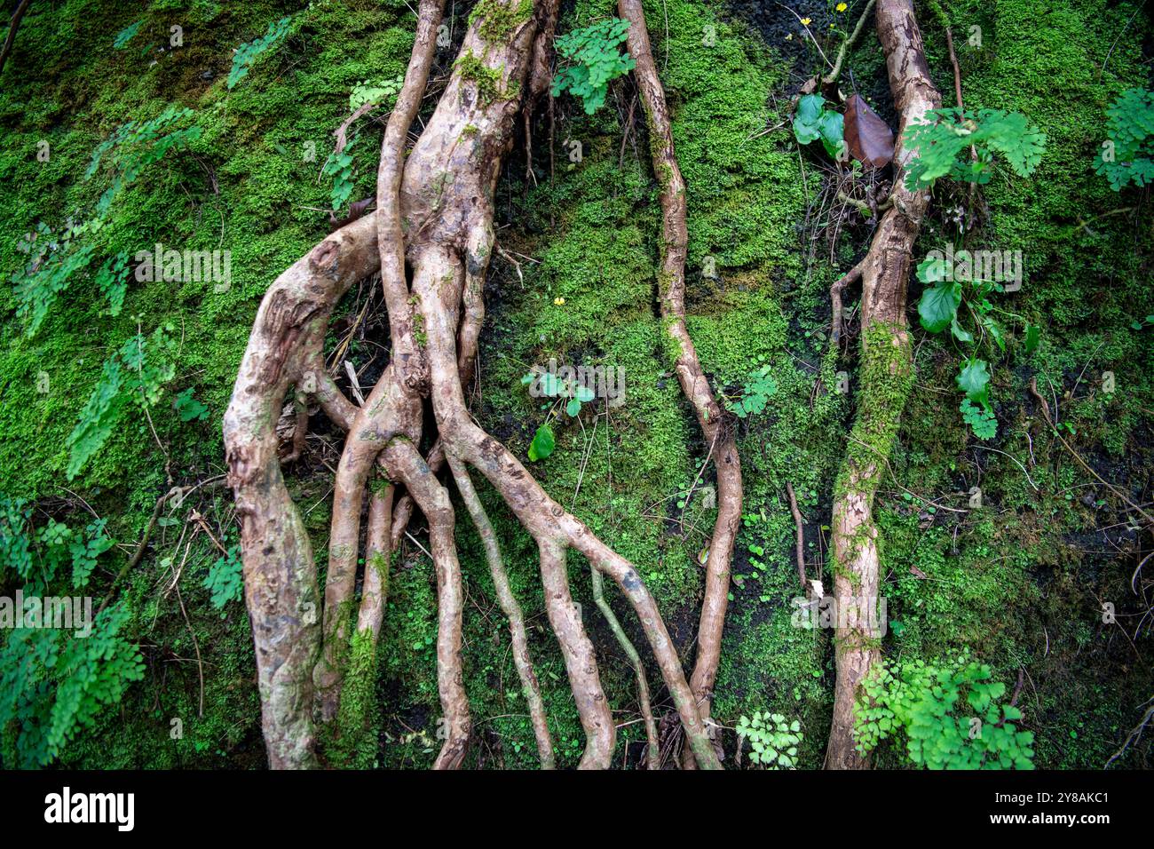Exposed tree roots growing down moss covered cliff on trail Hawaii ...