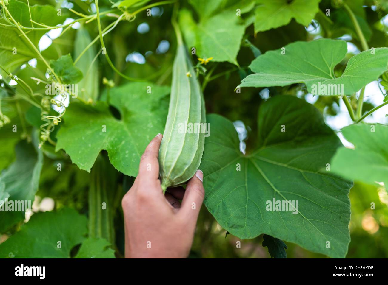 Sponge plant california hi-res stock photography and images - Alamy