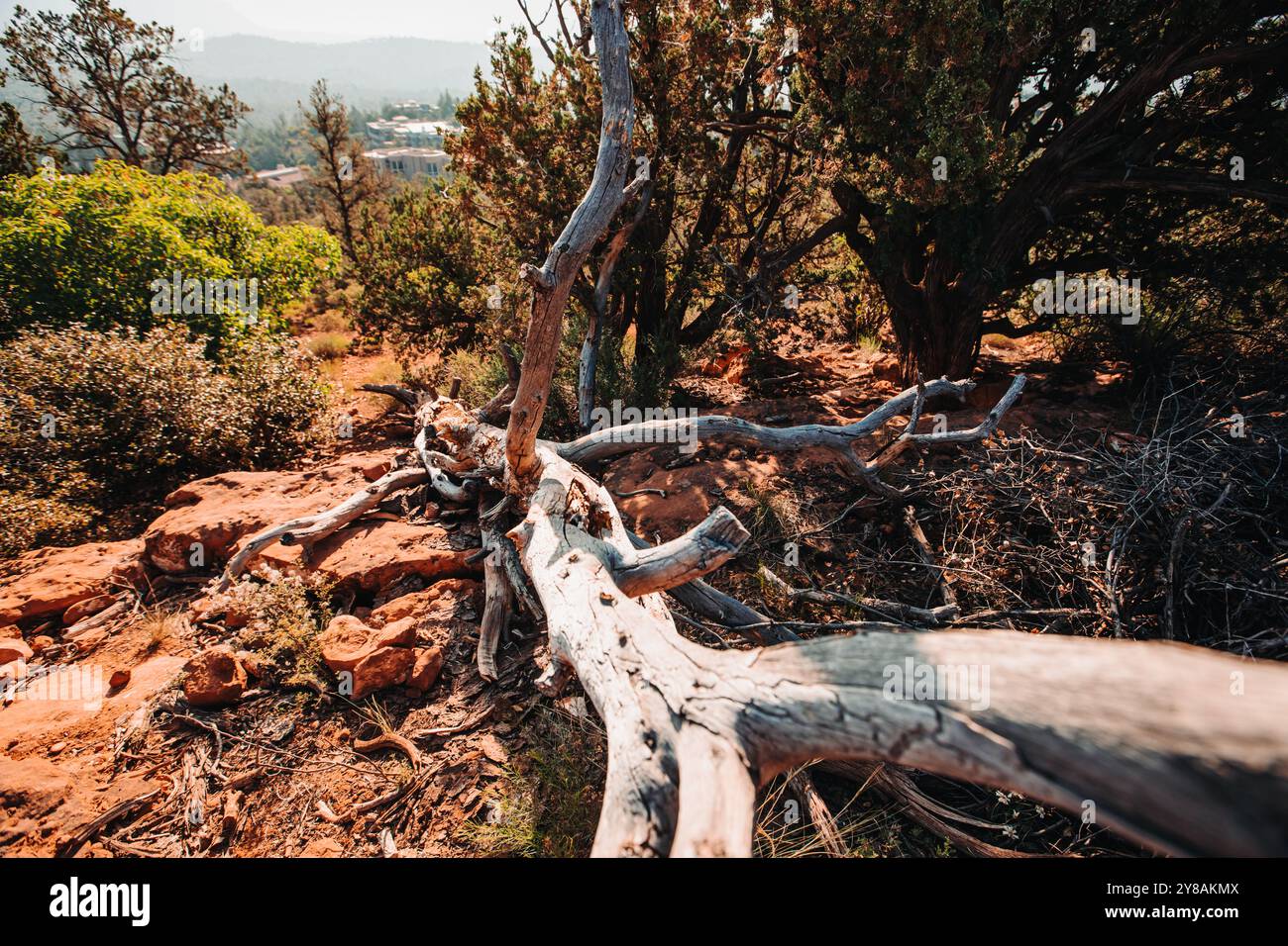 A fallen tree with twisted branches lying on red desert rocks su Stock ...