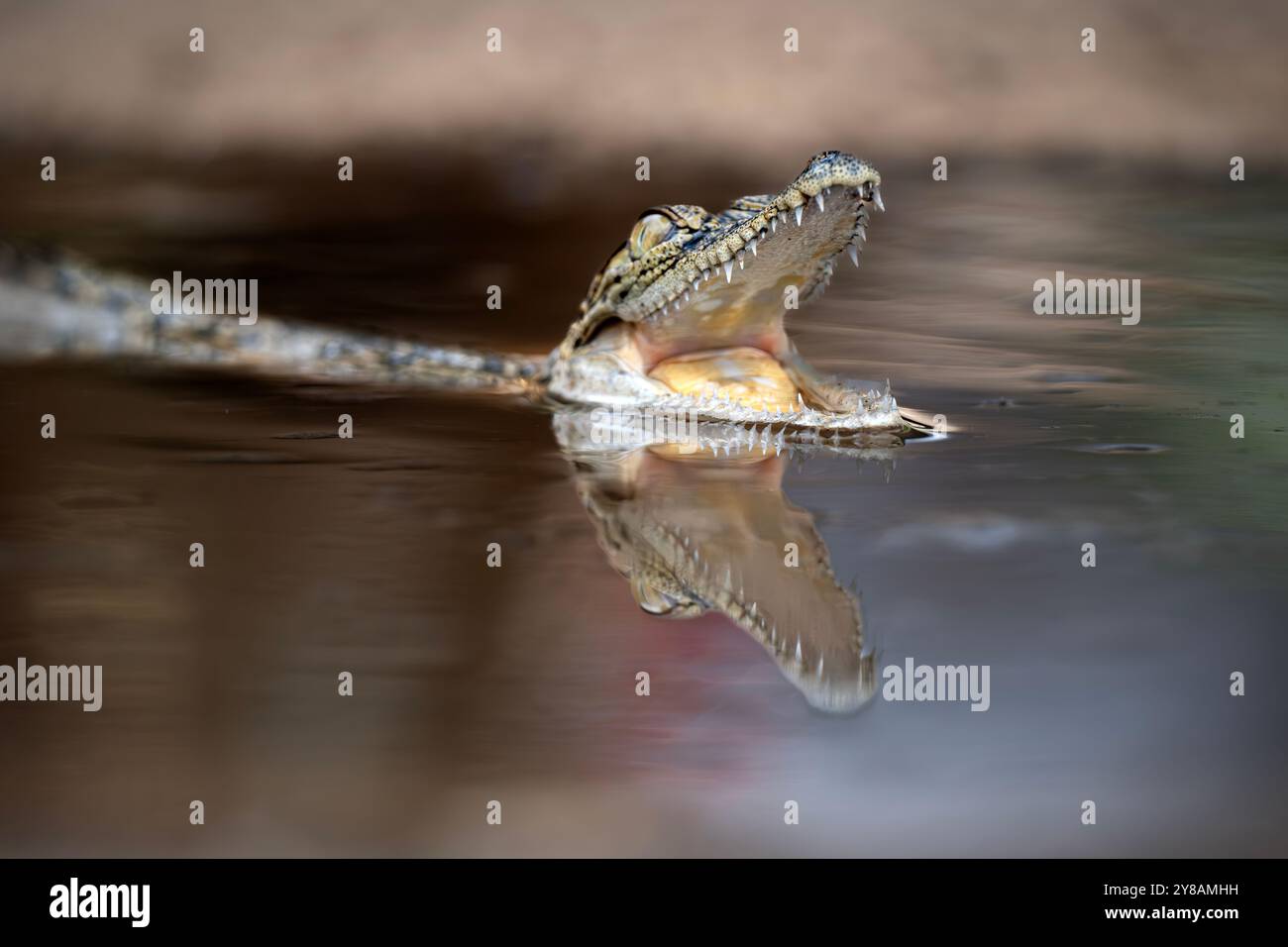 Baby caiman hi-res stock photography and images - Alamy