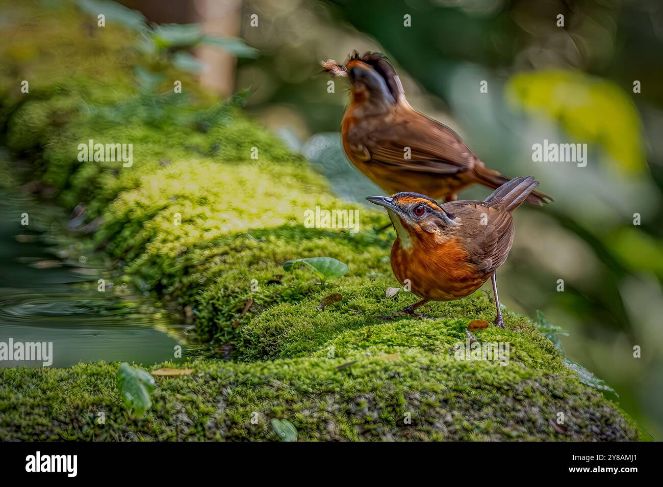 Pellorneum capistratum - Javan Black-capped Babbler Stock Photo - Alamy