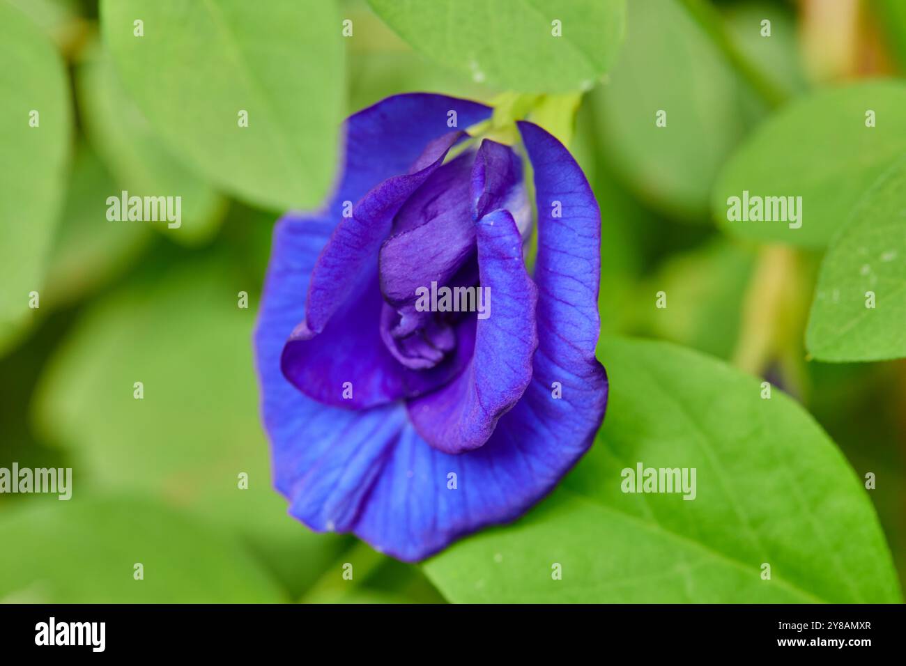 Butterfly pea hi-res stock photography and images - Alamy