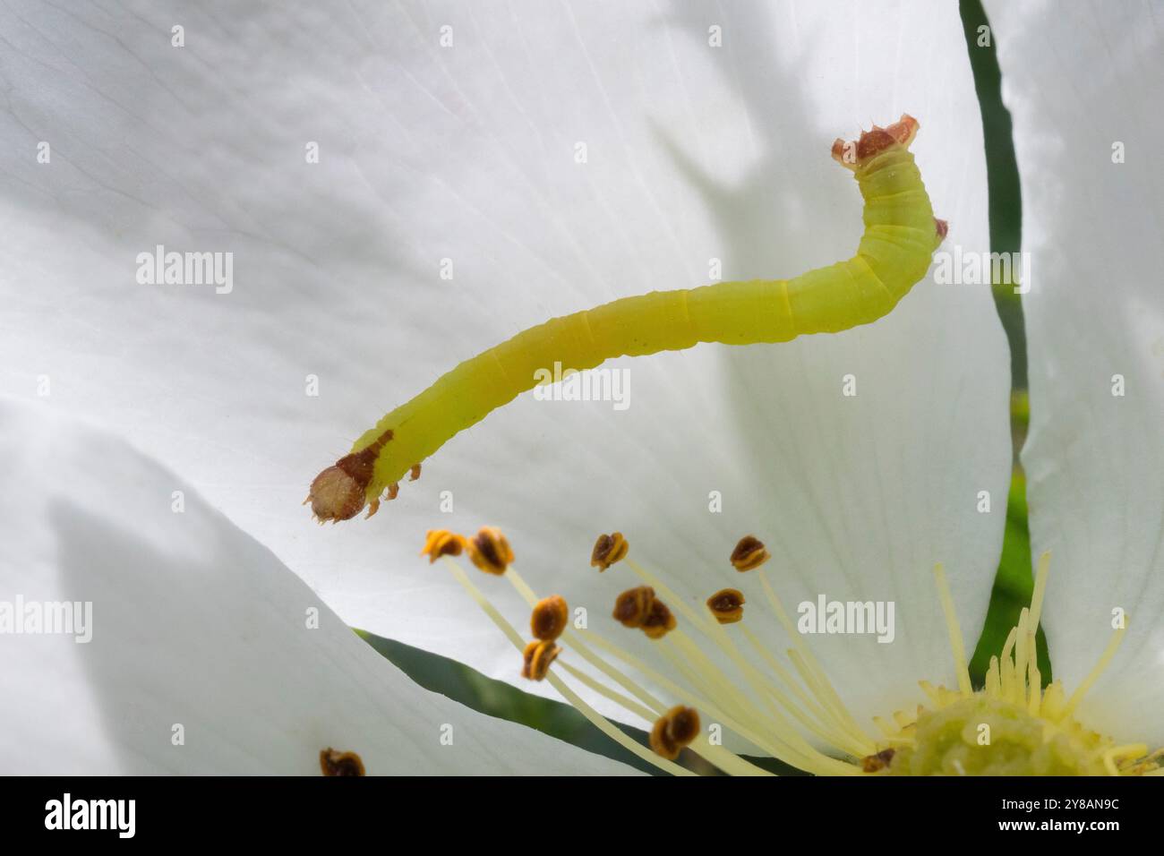streamer (Anticlea derivata), caterpillar on the flower of a wild rose ...