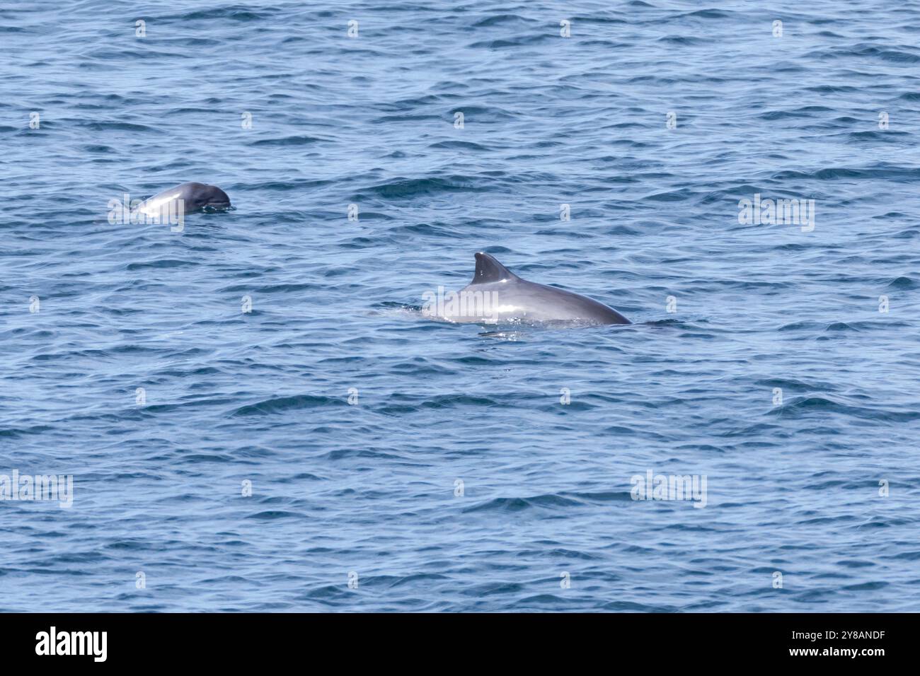 common harbor porpoise, harbour porpoise, common porpoise, puffing pig ...