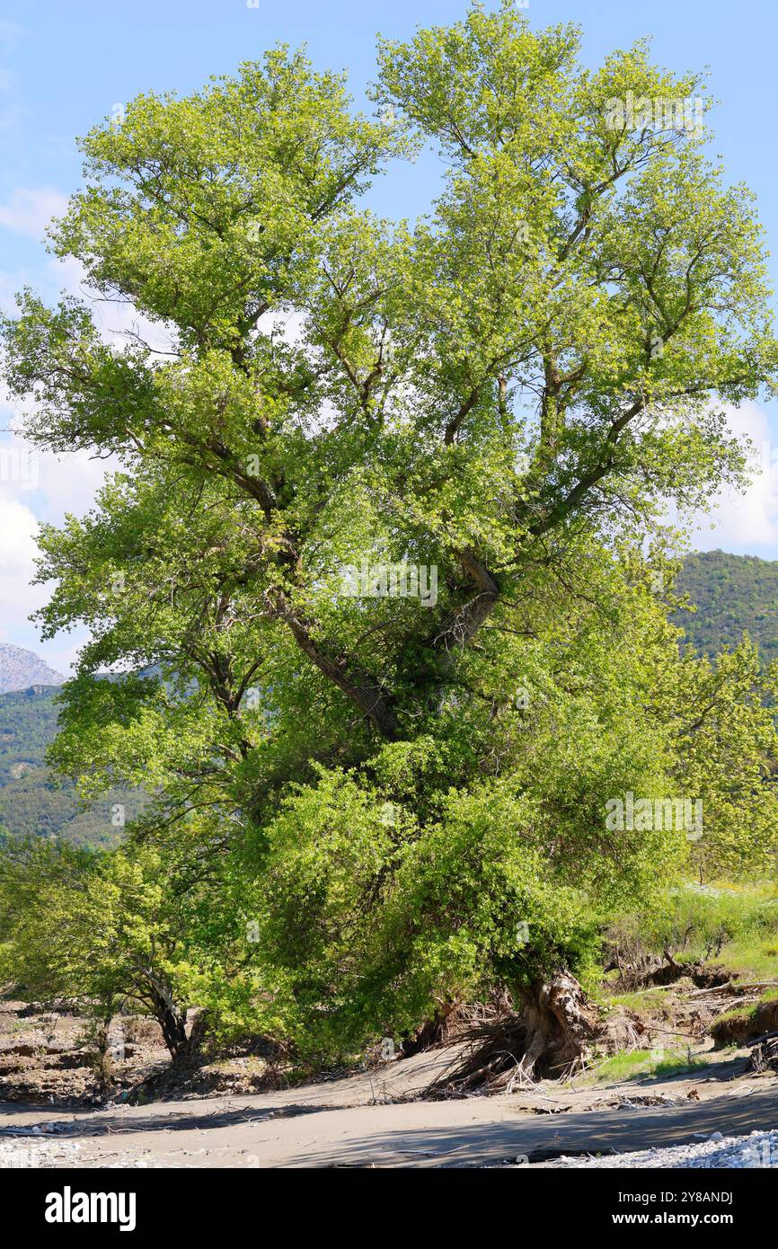 black poplar, balm of gilead, black cottonwood (Populus nigra), habit ...