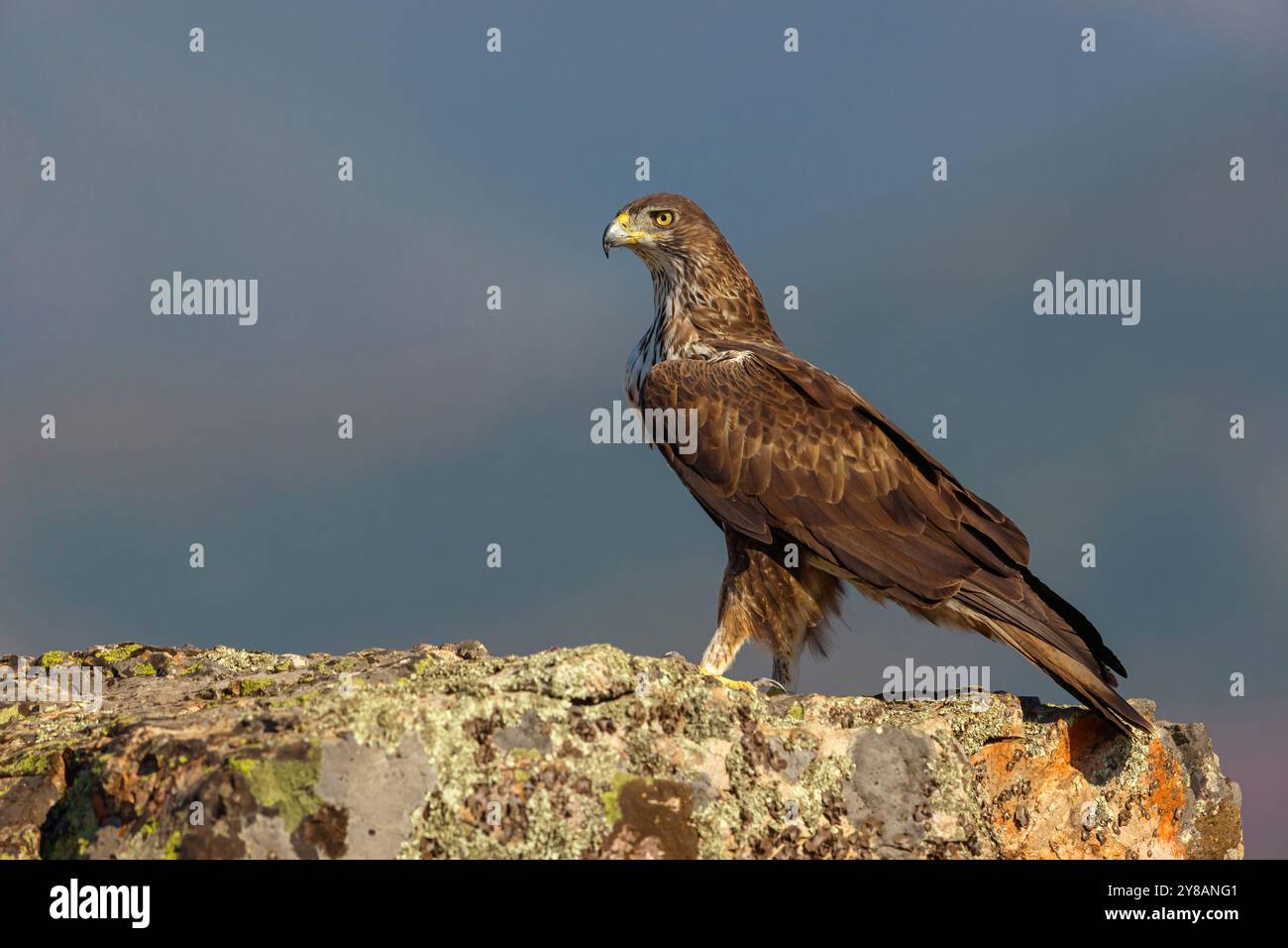Bonellis eagle, Bonelli's Eagle (Hieraaetus fasciatus, Aquila fasciata ...