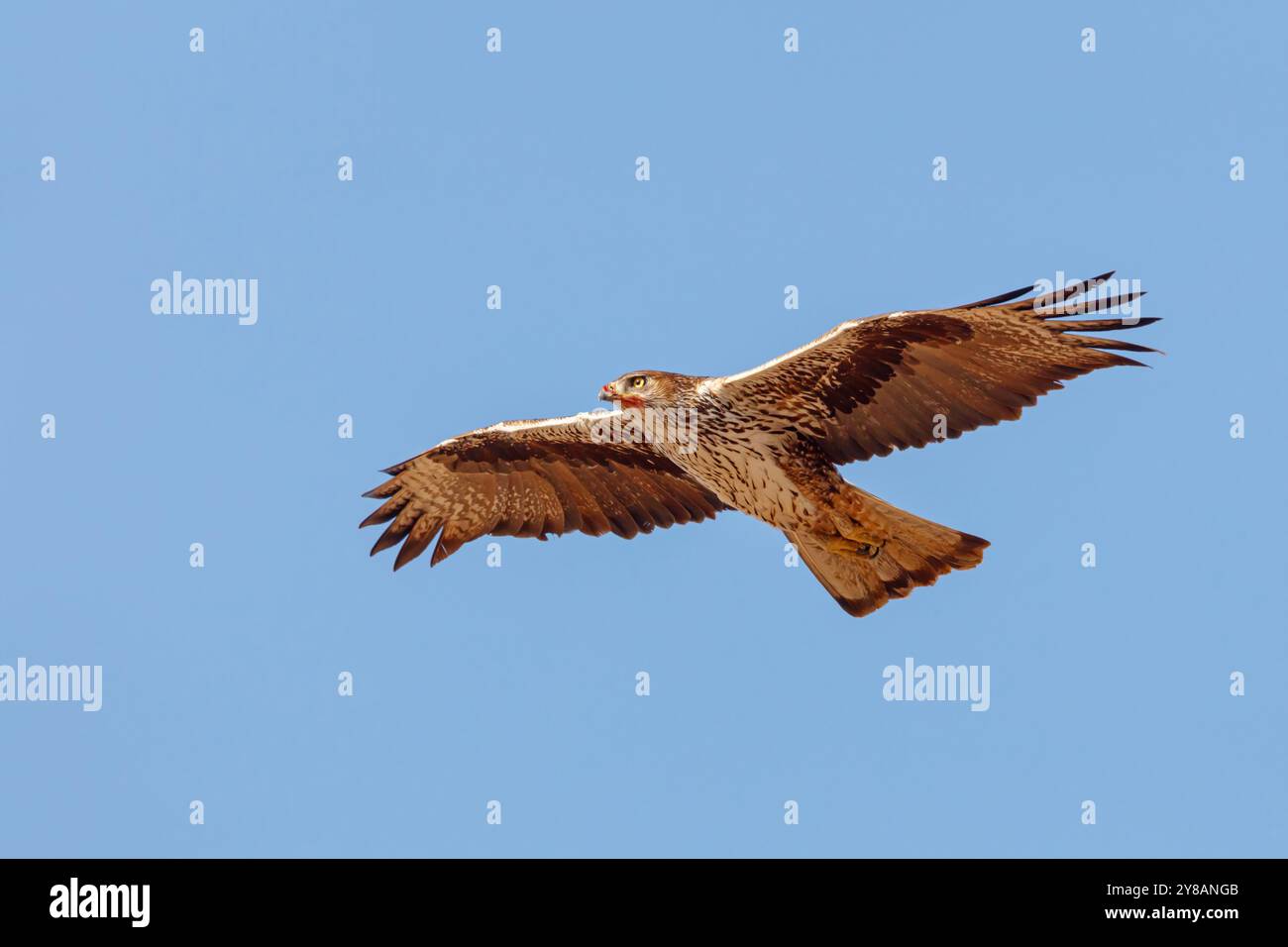 Bonellis eagle, Bonelli's Eagle (Hieraaetus fasciatus, Aquila fasciata ...