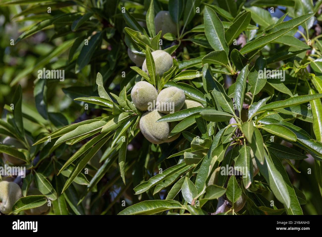 Almond (Prunus dulcis, Prunus amygdalus, Amygdalus communis, Amygdalus ...