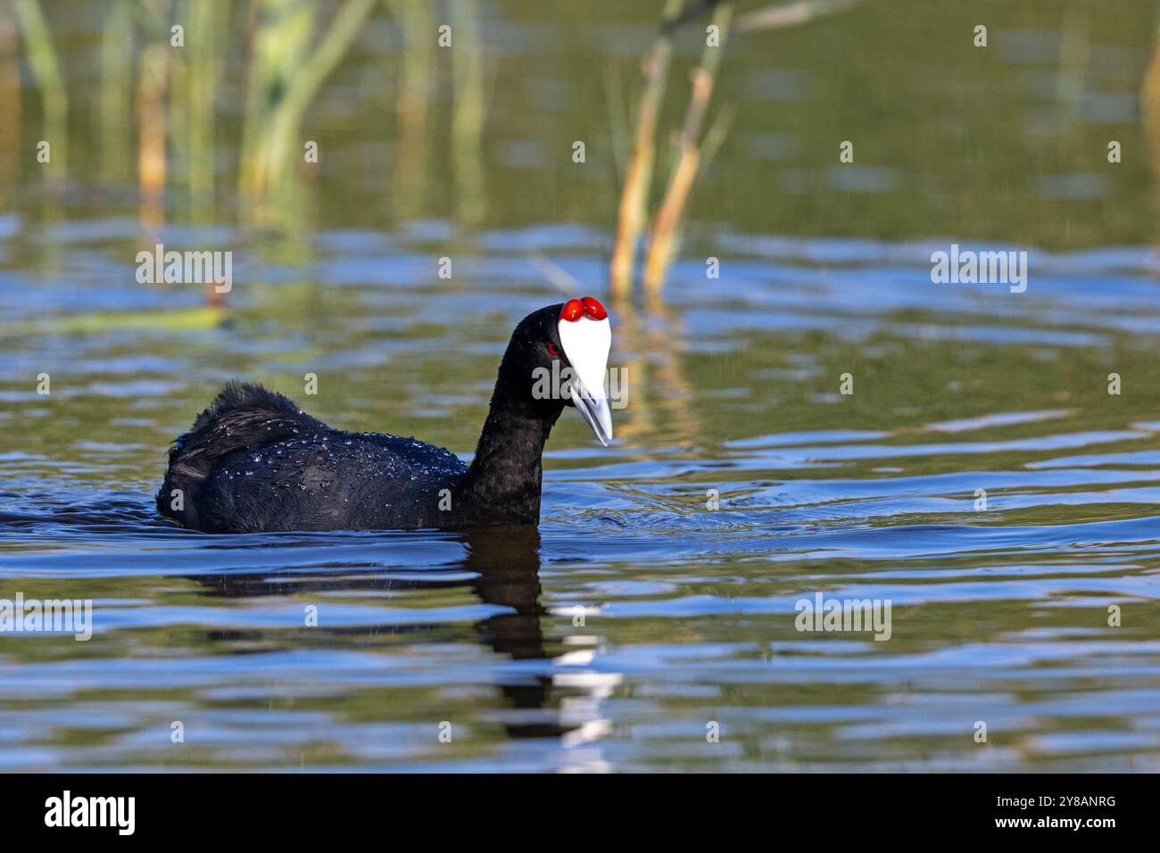 Red-knobbed coot (Fulica cristata), swimming, side view, Spain ...