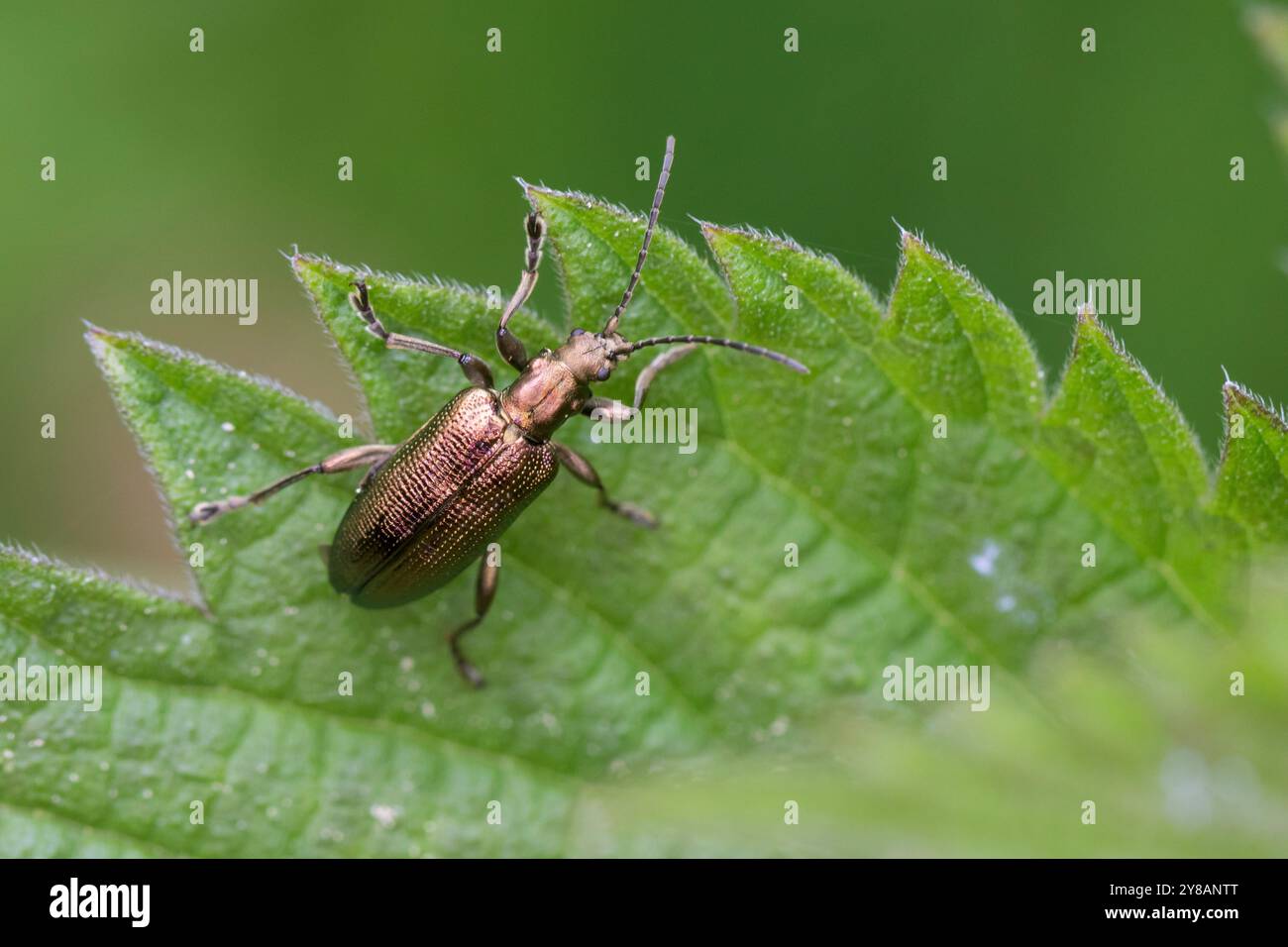 reed beetle (Plateumaris sericea), sitting on a leaf, Germany Stock ...