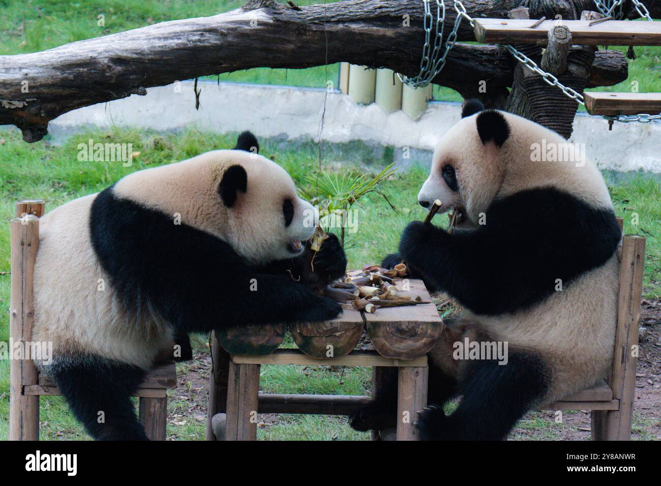 CHONGQING, CHINA - OCTOBER 4, 2024 - Giant pandas Xing Xing and Chen ...