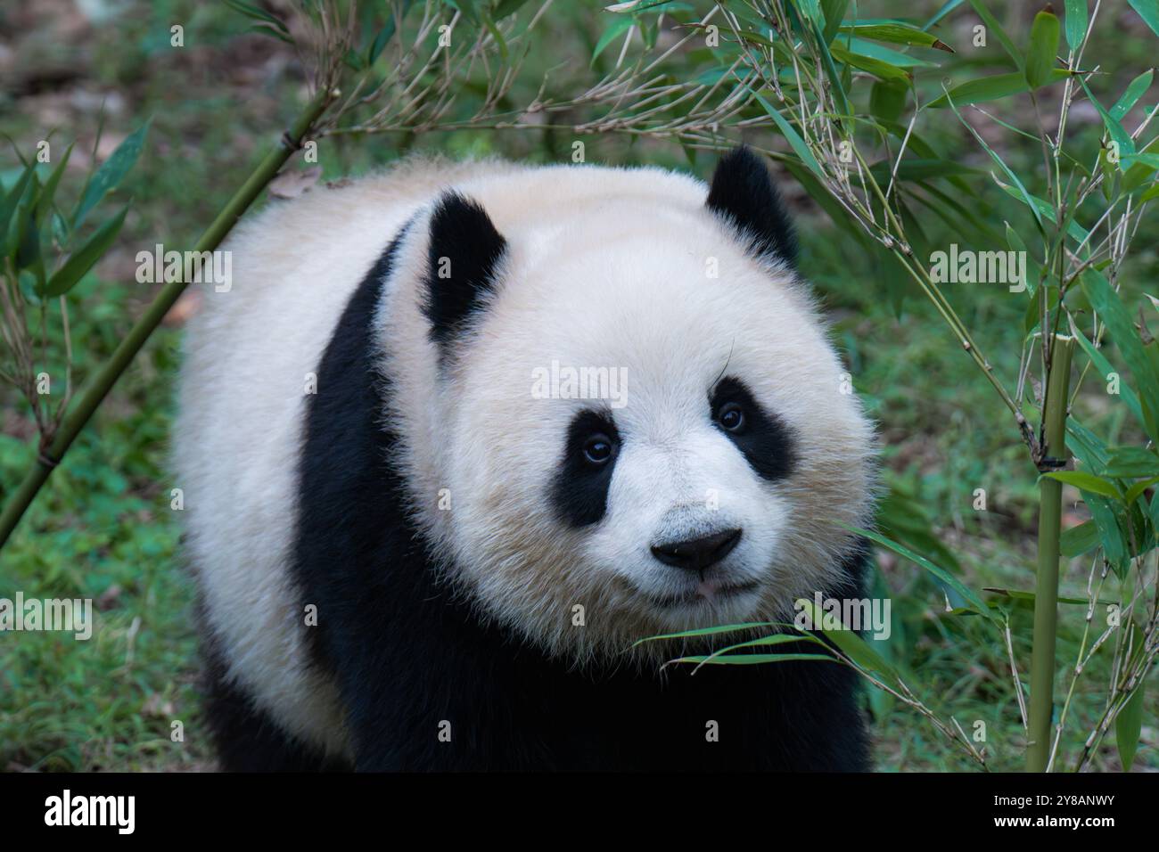 CHONGQING, CHINA - OCTOBER 4, 2024 - Giant panda "Yu Ke" eats fruit at ...