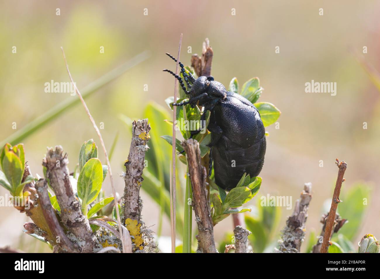 Oil beetle, Black oil beetle (Meloe proscarabaeus), female, Germany ...