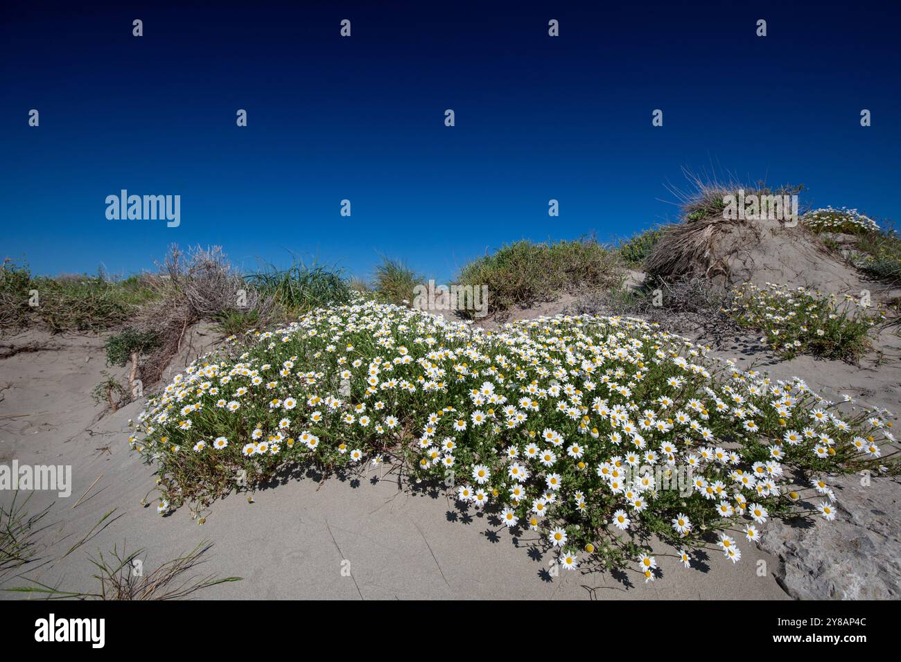 seaside chamomile (Anthemis maritima), flowering group in dunes, France ...
