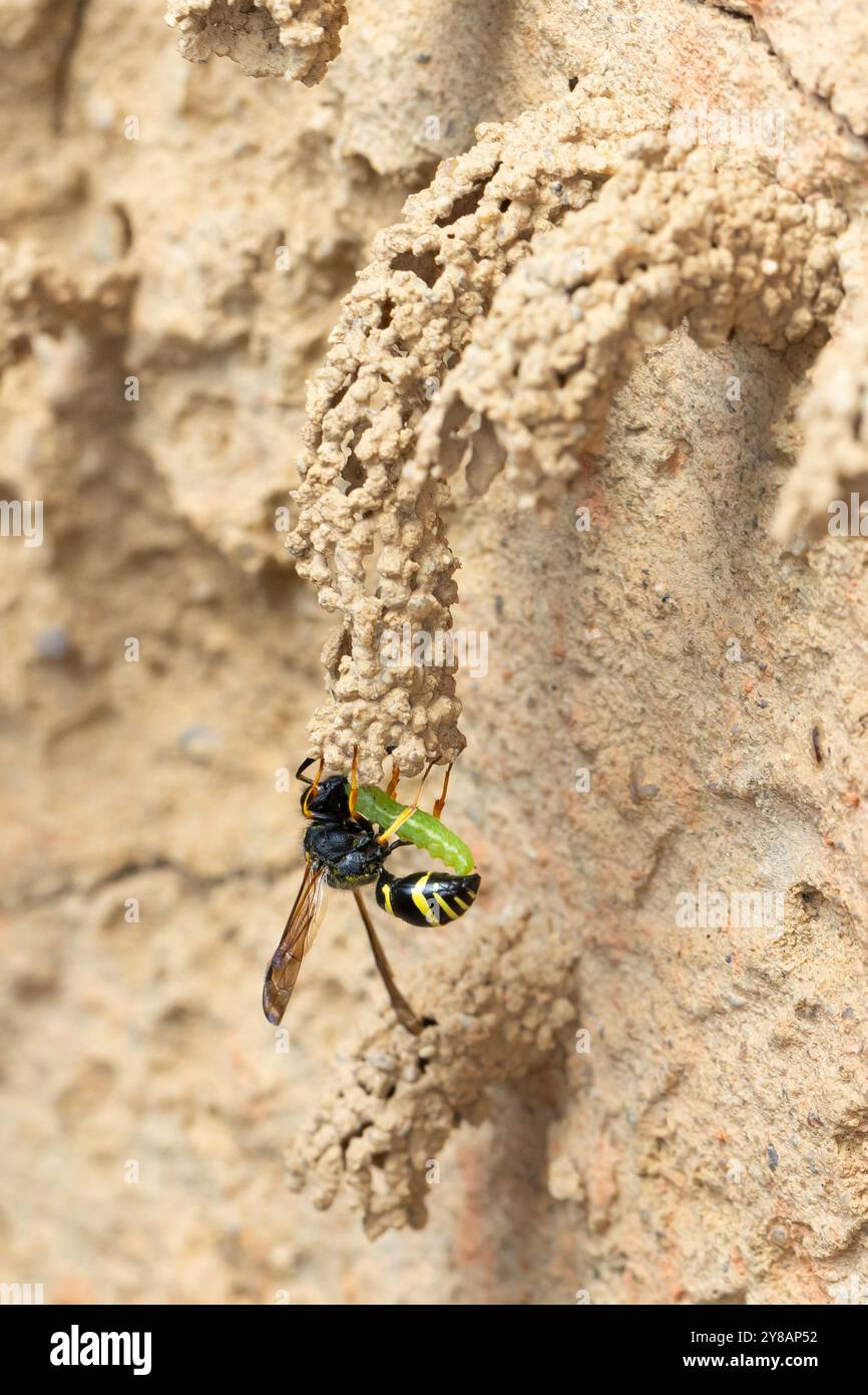 Spiny Mason Wasp (Odynerus spinipes, Oplomerus spinipes), carries a ...