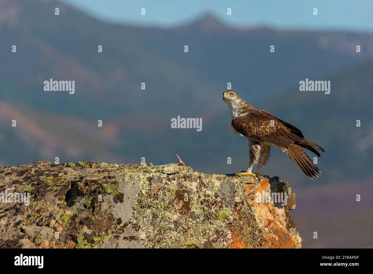 Bonellis eagle, Bonelli's Eagle (Hieraaetus fasciatus, Aquila fasciata ...