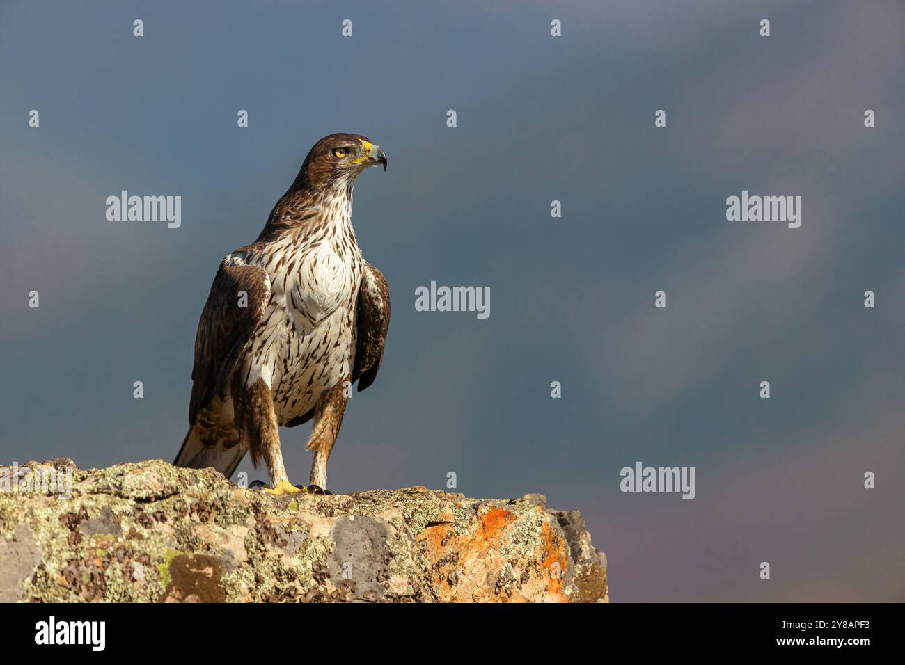 Bonellis eagle, Bonelli's Eagle (Hieraaetus fasciatus, Aquila fasciata ...