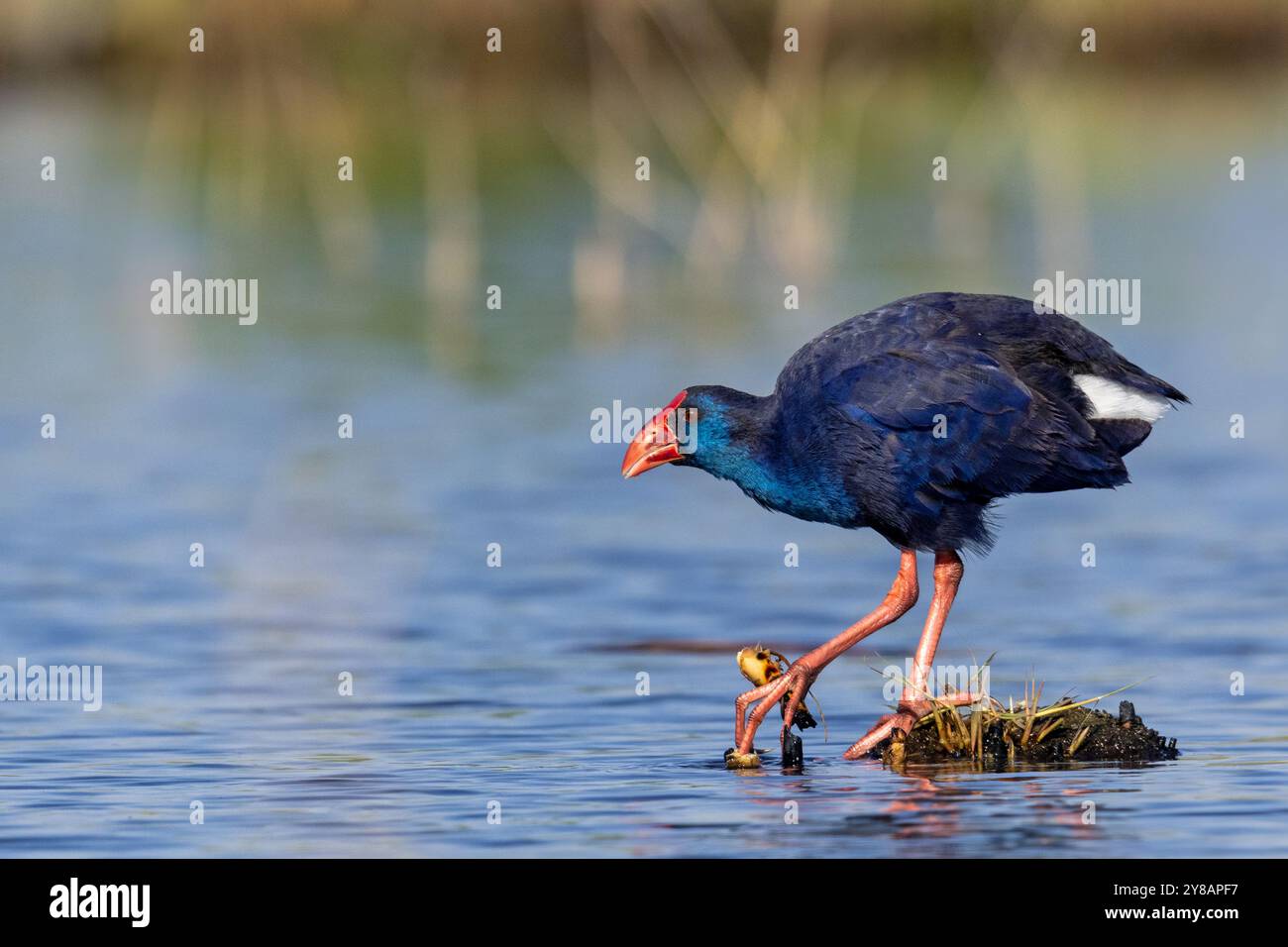 purple swamphen (Porphyrio porphyrio), stands in water, holds reed ...