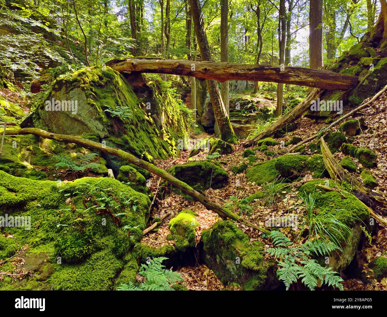 Bizarre rock landscapes of red sandstone in the Sauerschweiz, Suedeifel ...