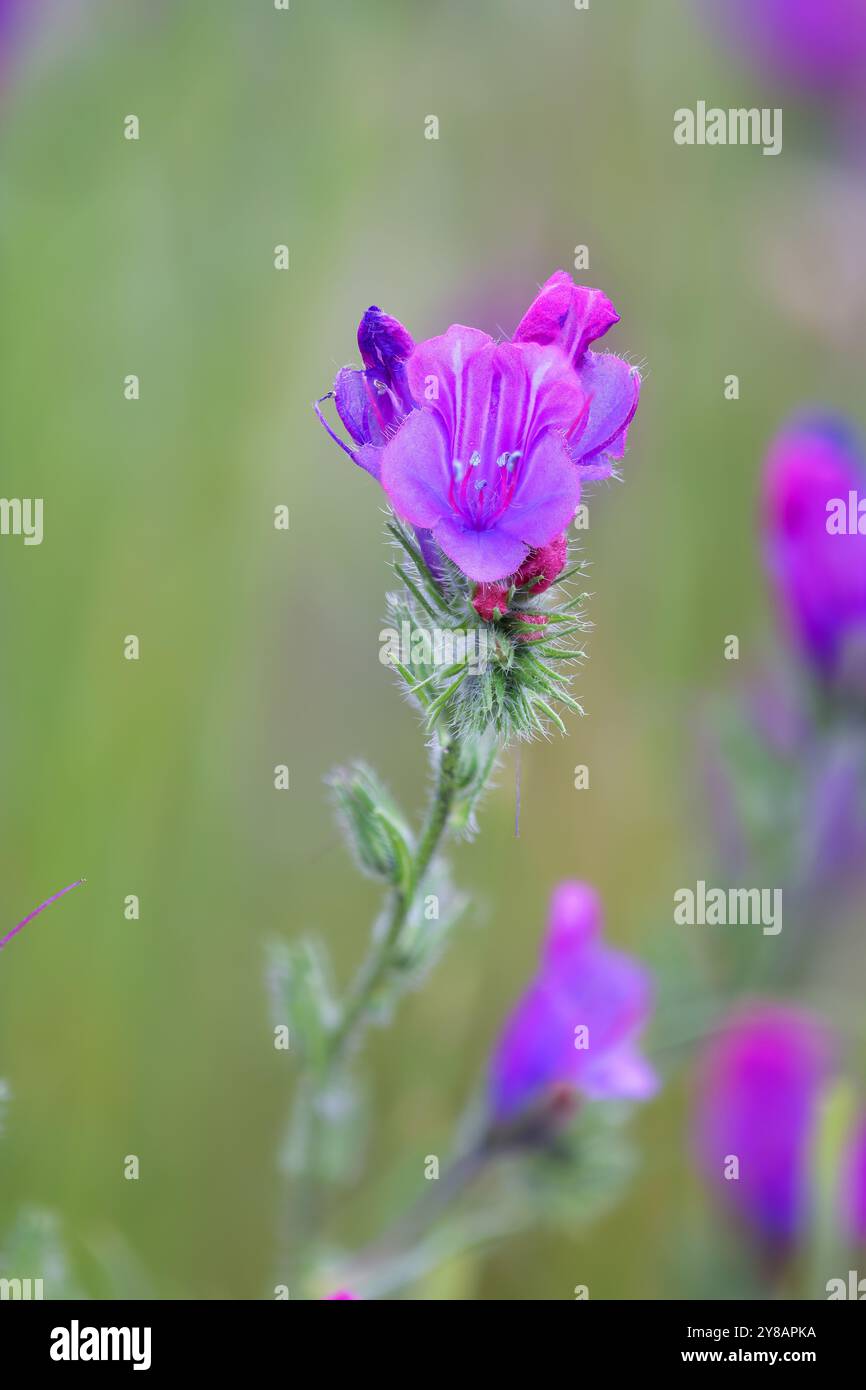 Bugloss, Salvation jane, Paterson's Curse, Patterson's Curse, Patersons ...