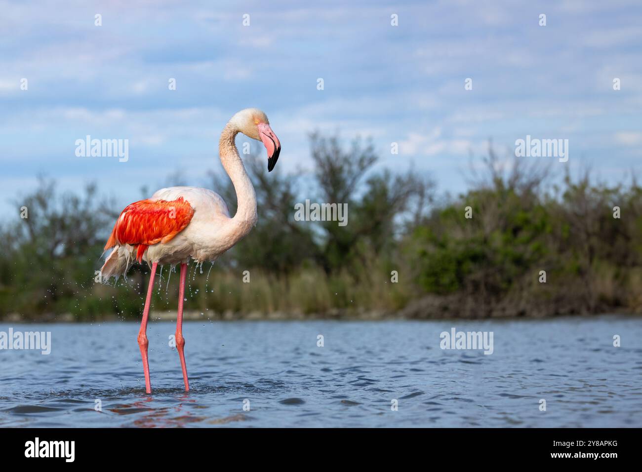 greater flamingo (Phoenicopterus roseus, Phoenicopterus ruber roseus ...