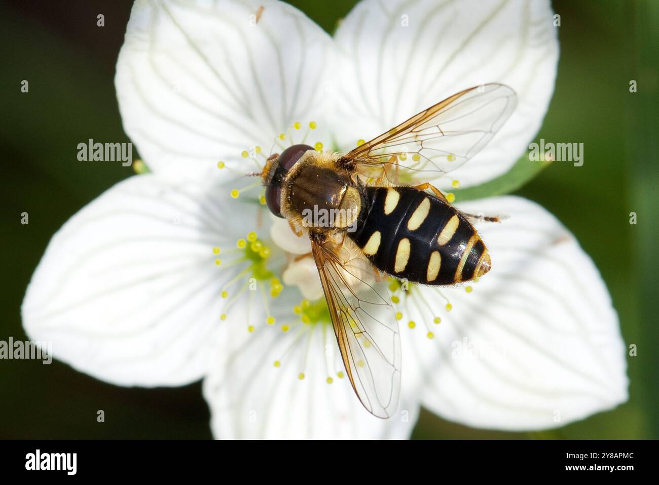 Six spotted hoverflies hi-res stock photography and images - Alamy