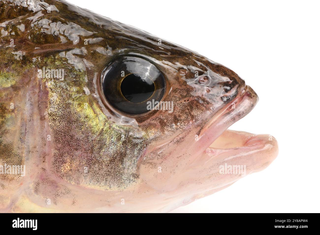 Close-up eye of perch on white background. Known as common, redfin ...