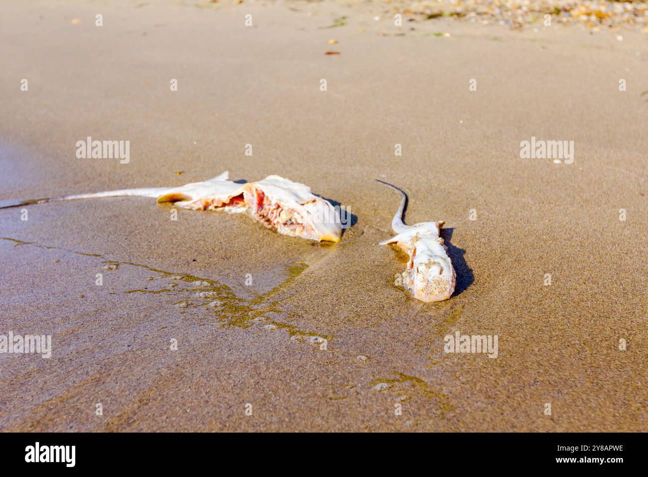 Carcass of dead, killed stingray with chop off wings is washed up by ...