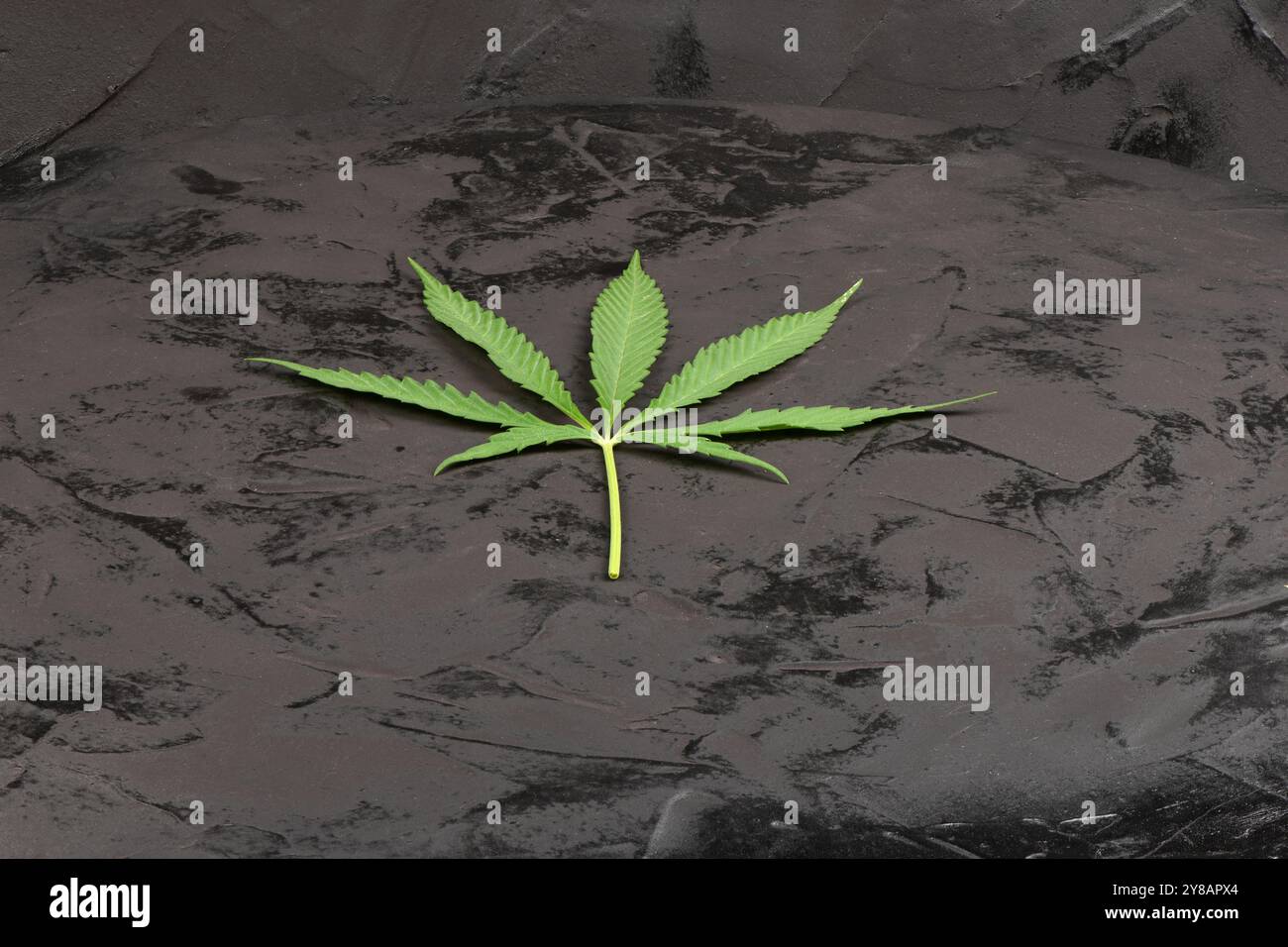 Cannabis plant close up side view. Medicinal marijuana leaves Stock ...