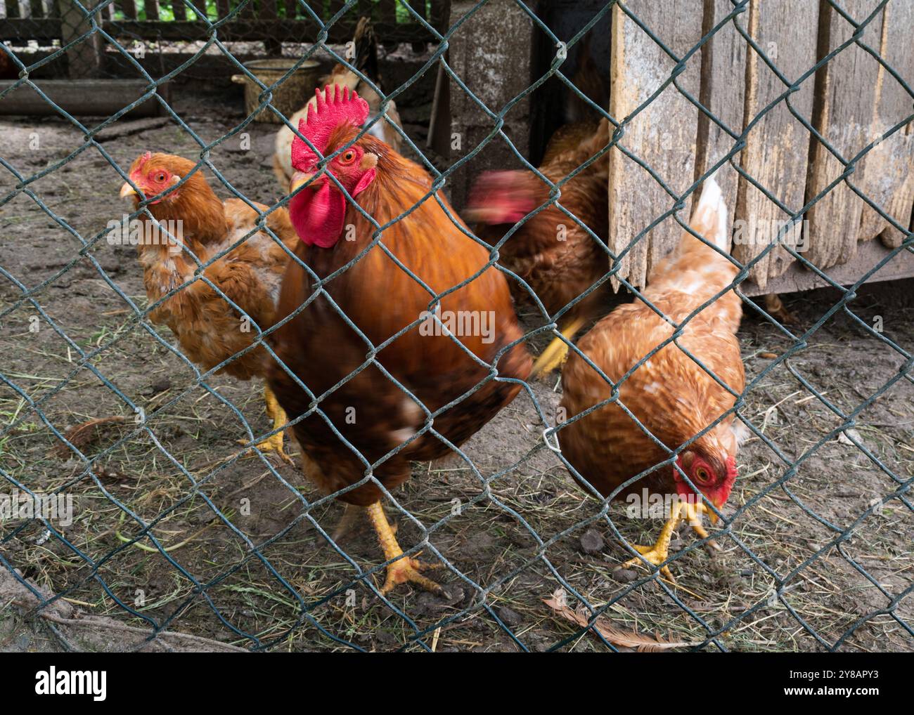 Rooster with hens in hen coop Stock Photo - Alamy