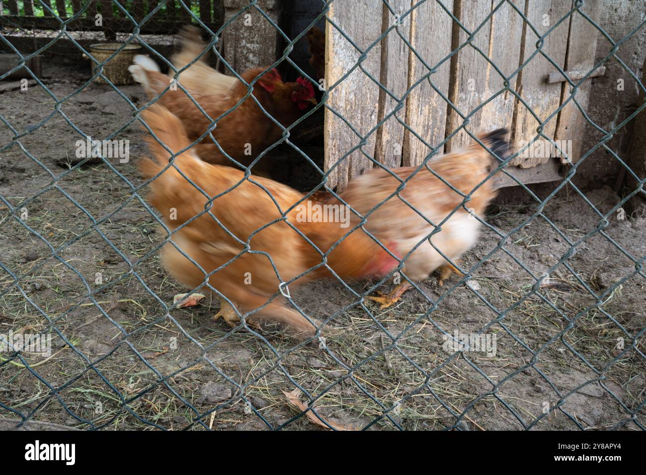 Hens walk in hen coop with motion blur Stock Photo - Alamy