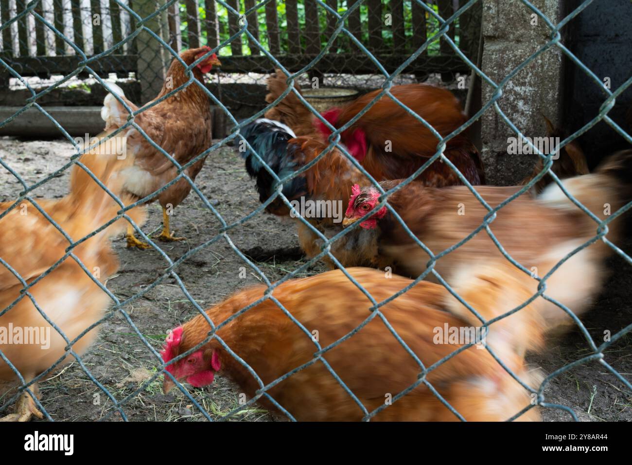Hens walk in hen coop with motion blur Stock Photo - Alamy
