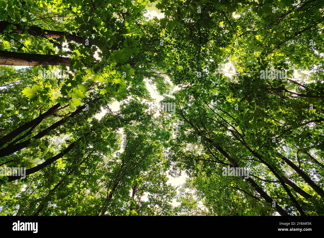 Tree tops viewed from below. Green Forest. Tree with green leaves and ...