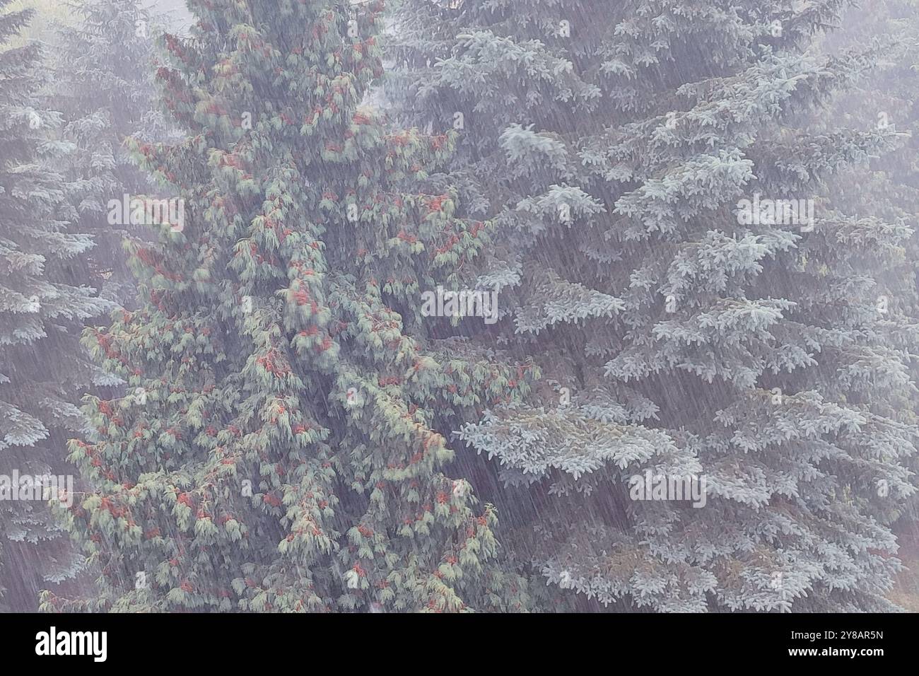 Photo of rain. Rain in a spruce forest, side view. Drops form streaks ...