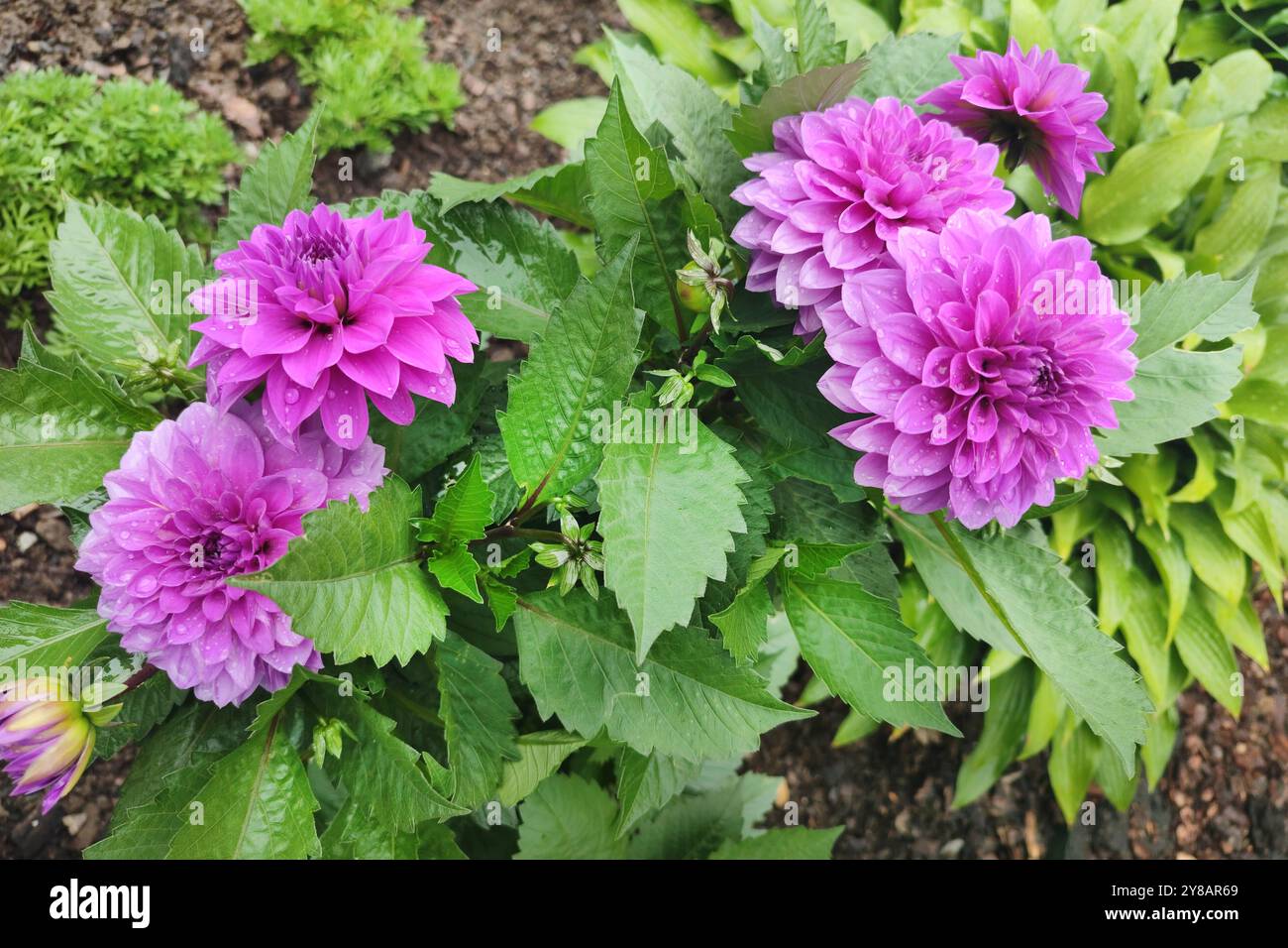 Dahlia 'Hapet Blue Sea' flowering in late summer Stock Photo - Alamy