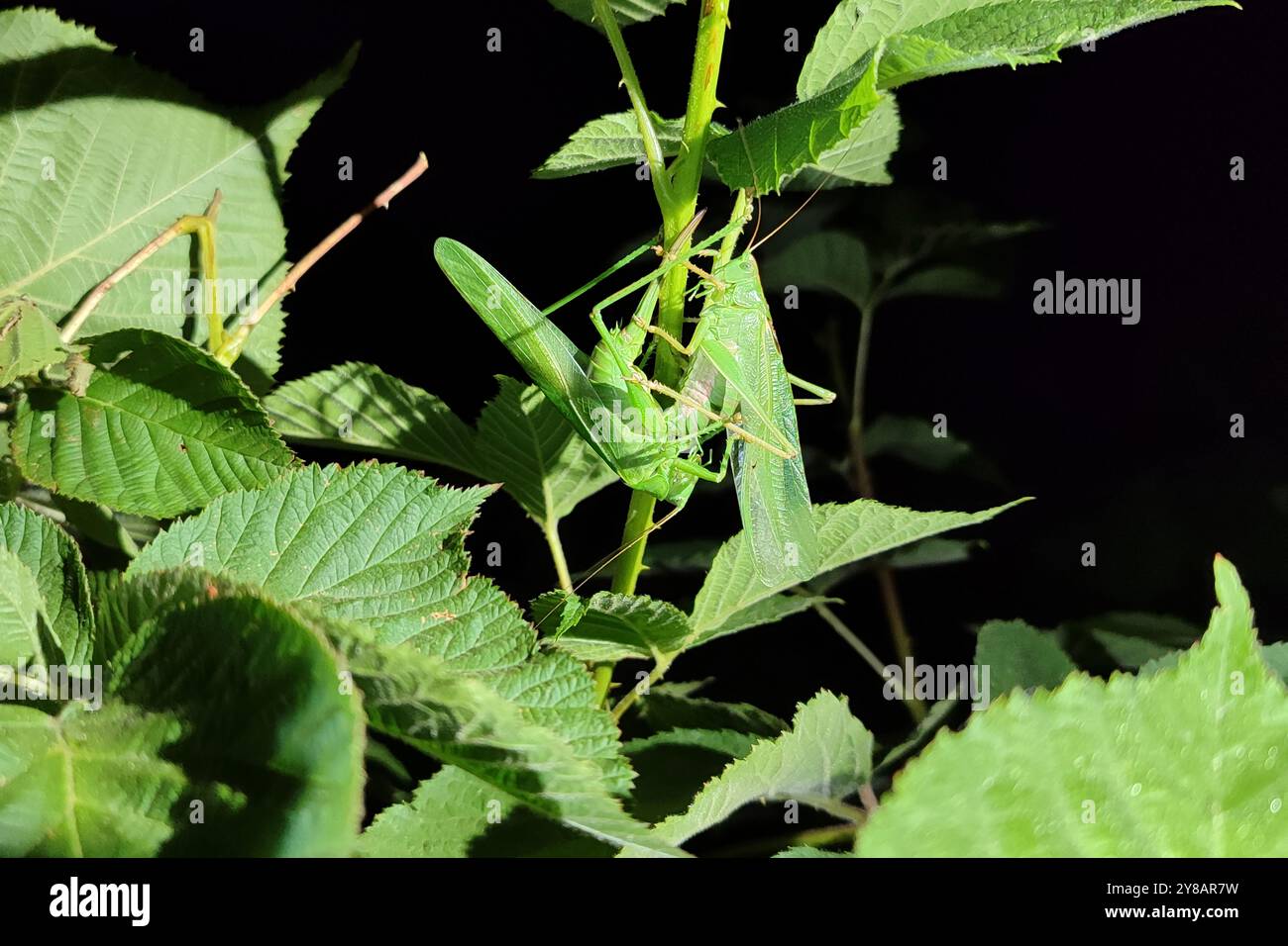 Cricket on a leaf. Night photography. Side view. High resolution photo ...