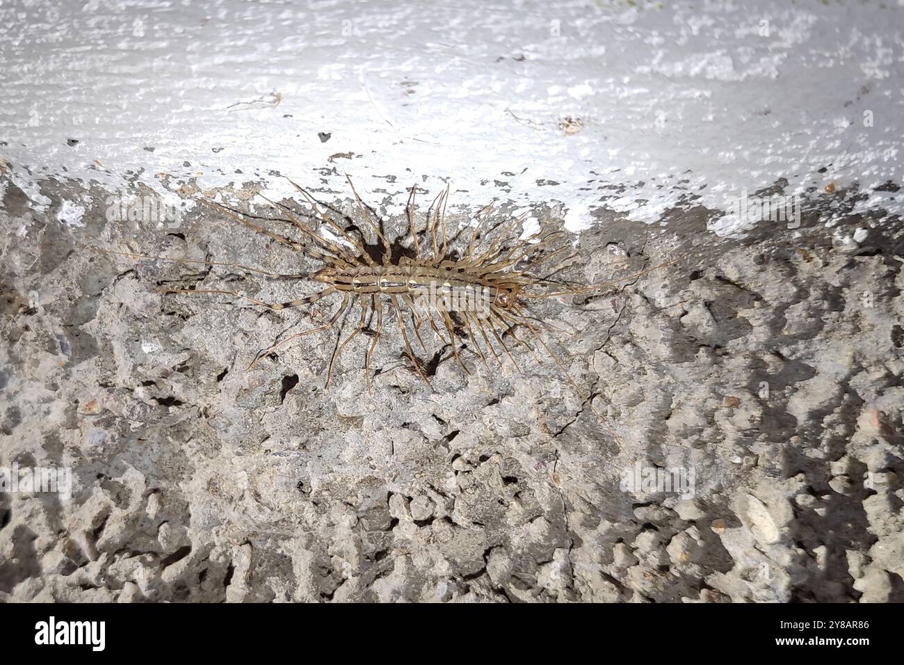 The common flycatcher is a centipede. Common flycatcher Stock Photo - Alamy