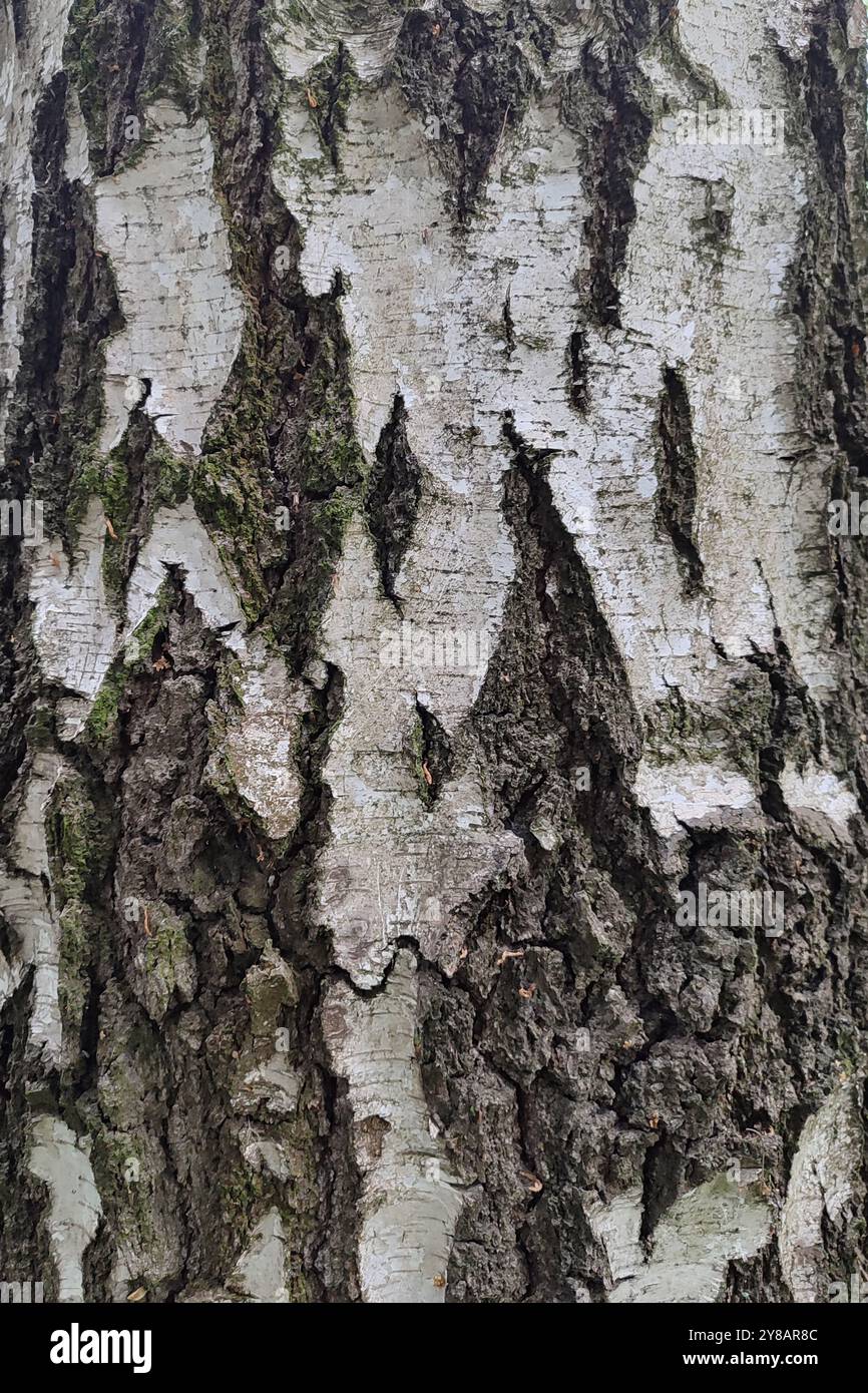 Tree bark texture. Birch bark, close-up. Trees of temperate continental climate Stock Photo - Alamy