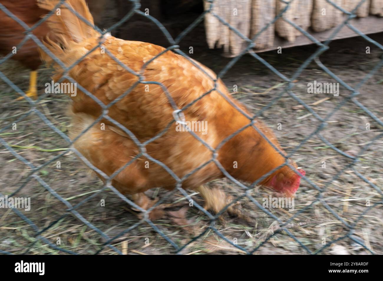 Hens walk in hen coop with motion blur Stock Photo - Alamy