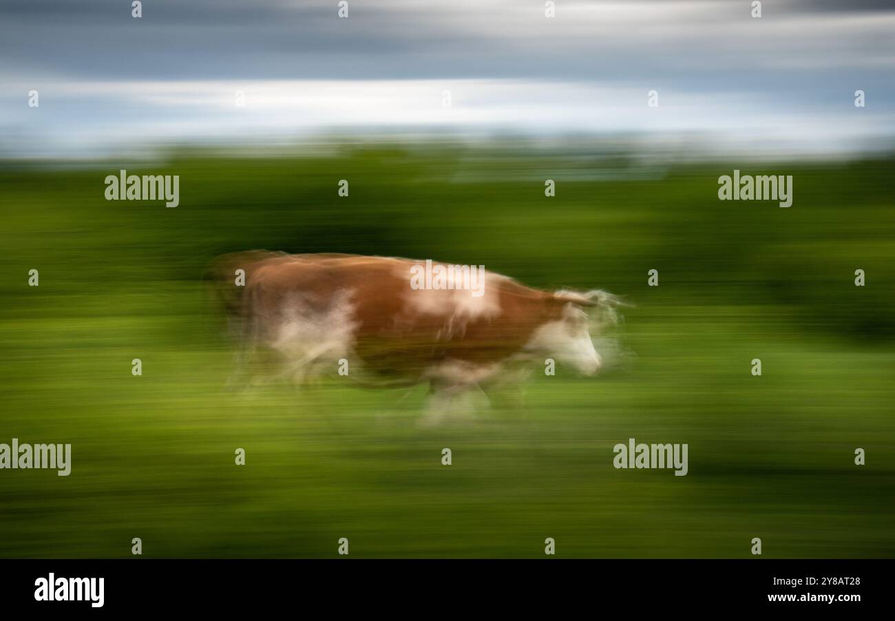 Cow walk over pasture with intentional blur Stock Photo - Alamy