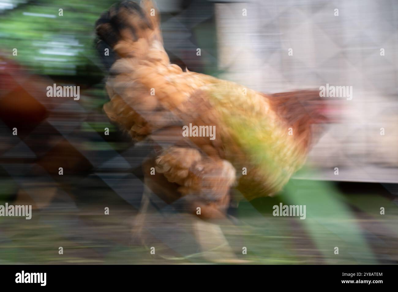Chickens in chicken coop in walk in motion blur Stock Photo - Alamy