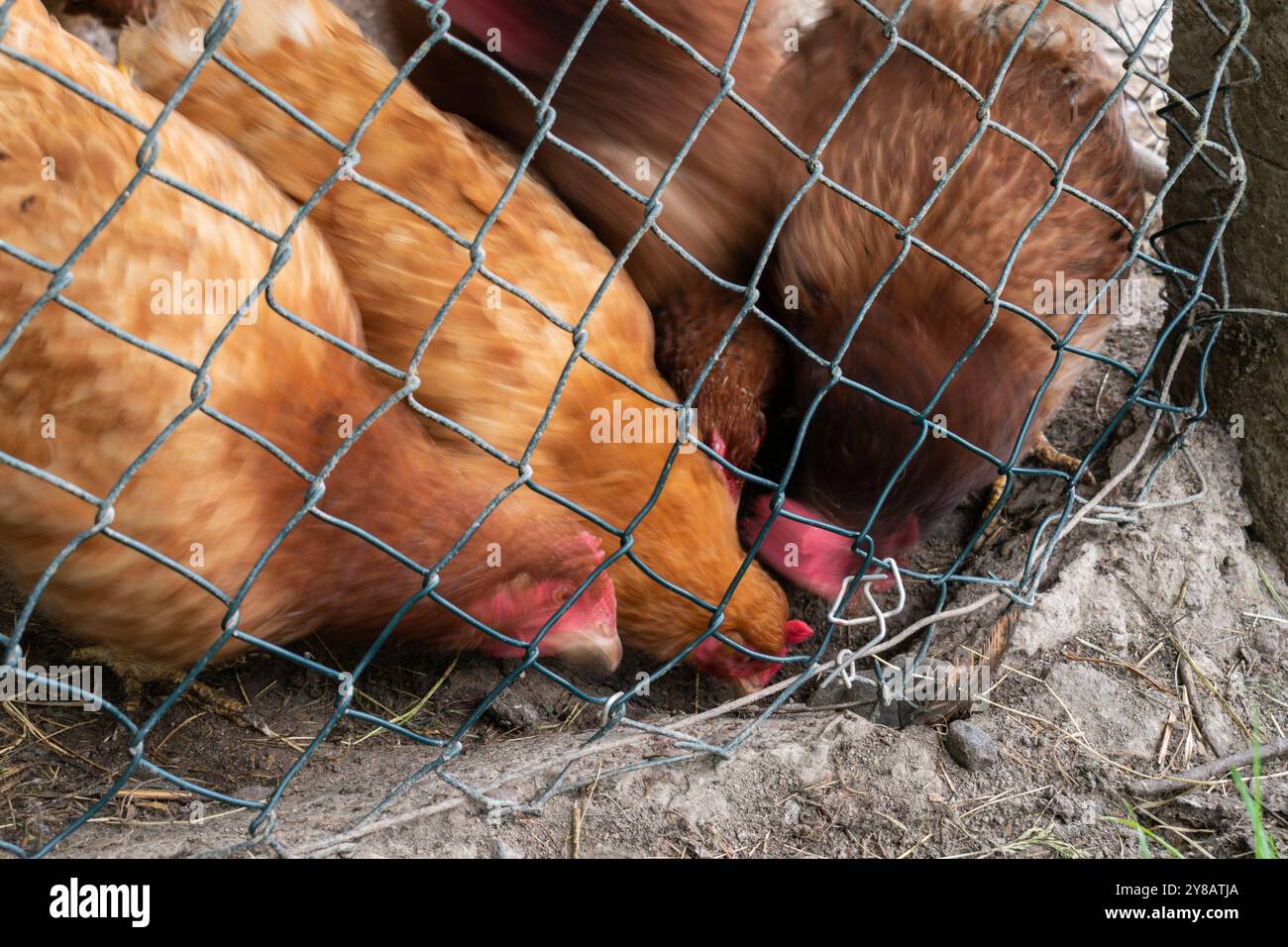 Hens pecks near fence inside hen coop with motion blur Stock Photo - Alamy