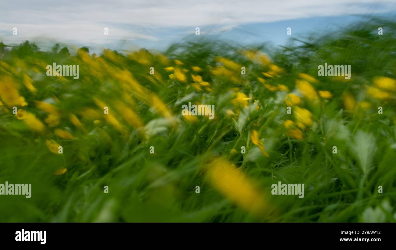 Messy landscape of wildflowers swaying in wind, motion blur Stock Photo ...