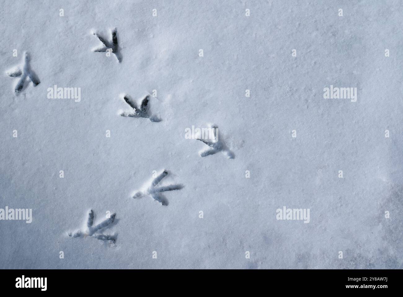 Bird footprints in snow in winter. Winter weather and first snowing ...