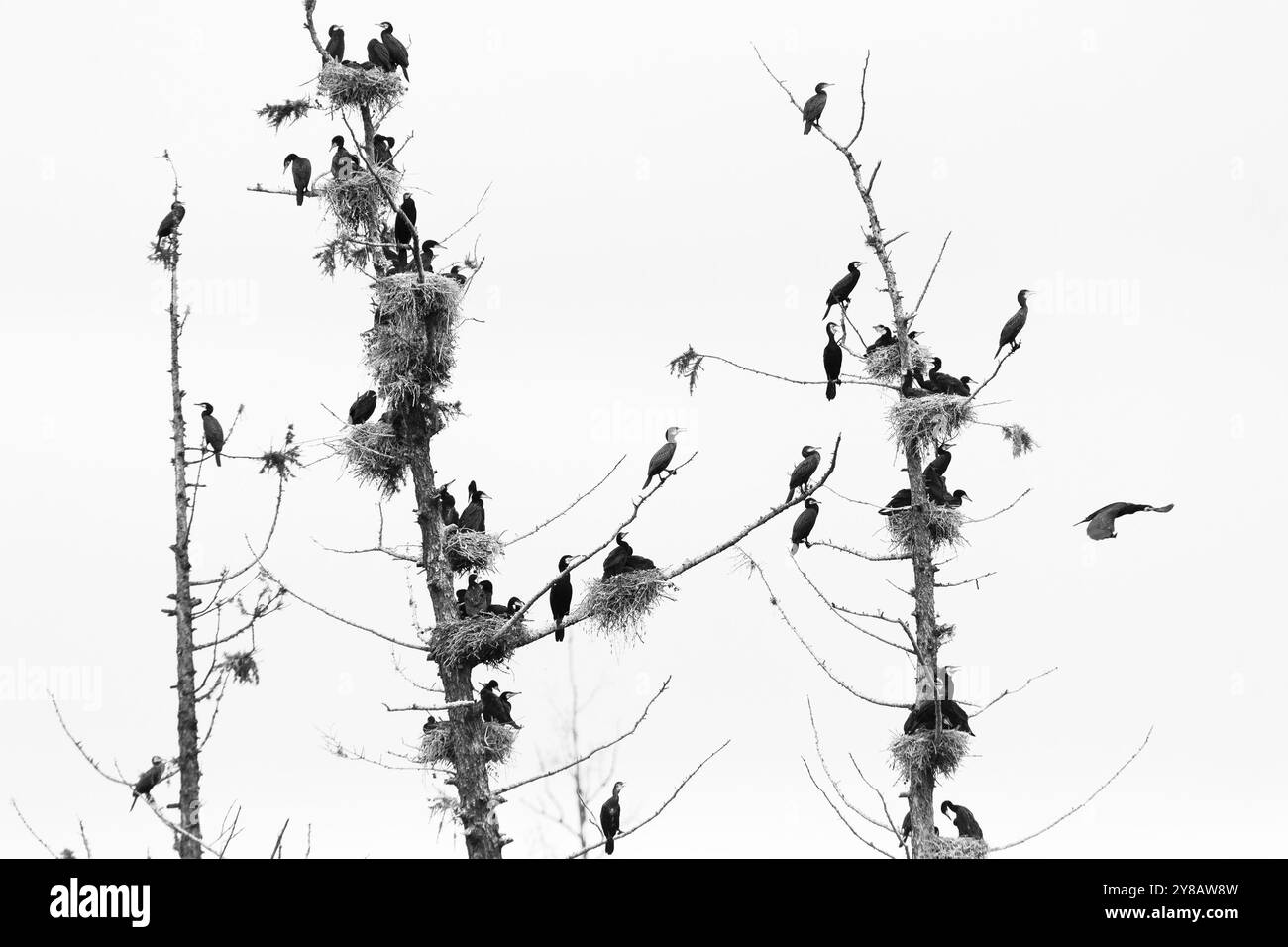 Many nests Cut Out Stock Images & Pictures - Alamy