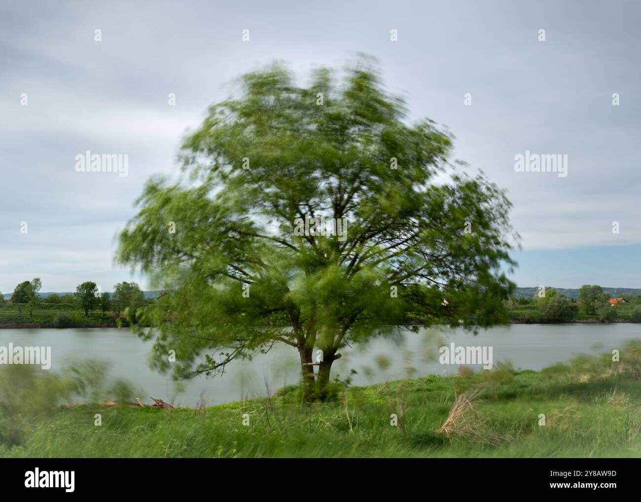 Tree sway hi-res stock photography and images - Alamy