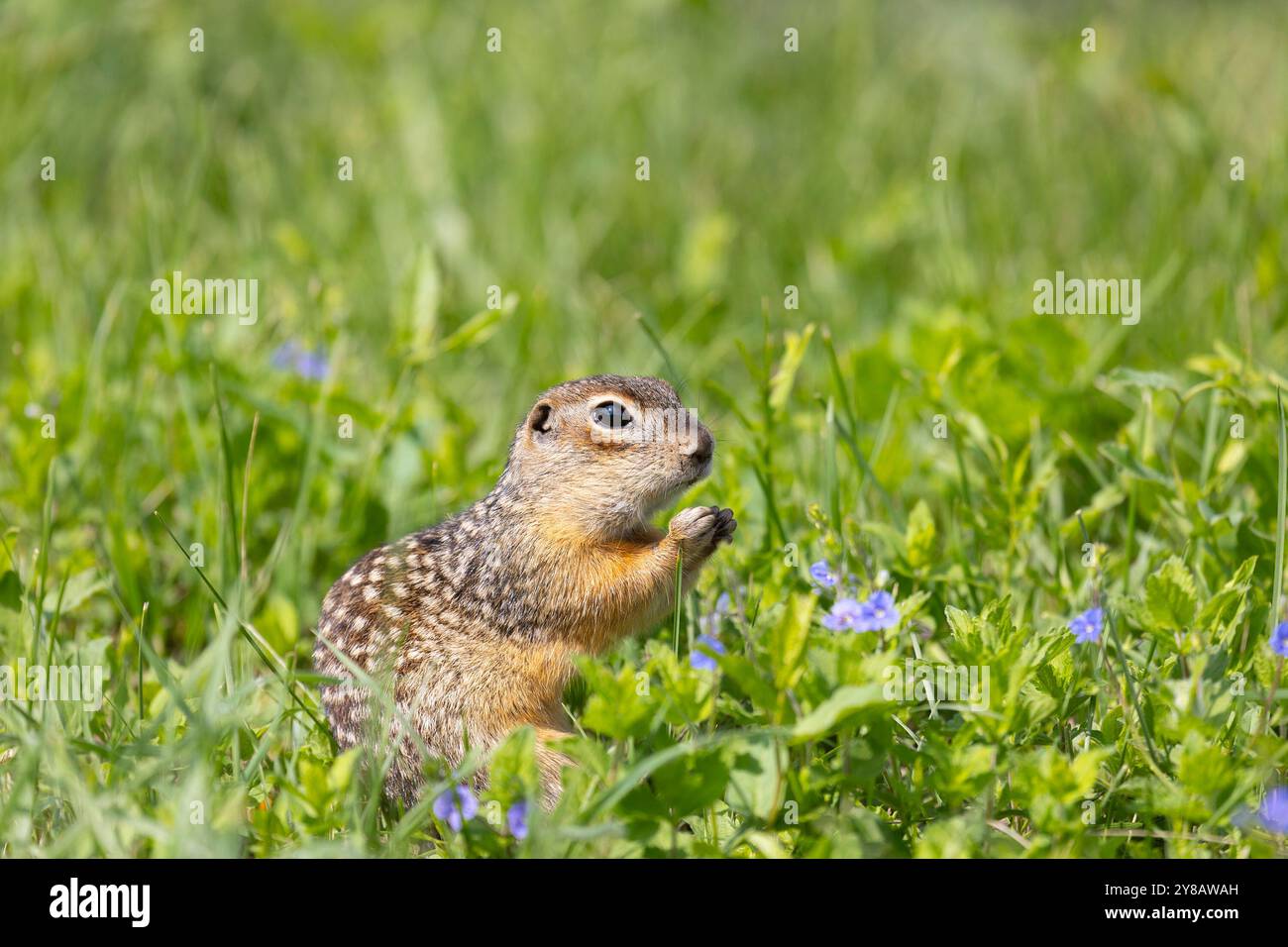 Speckled ground hi-res stock photography and images - Alamy