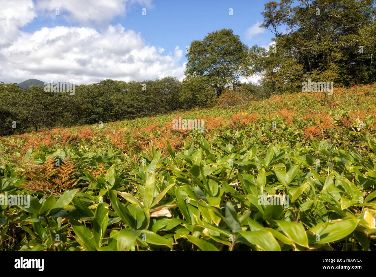 Kunashir iturup hi-res stock photography and images - Alamy