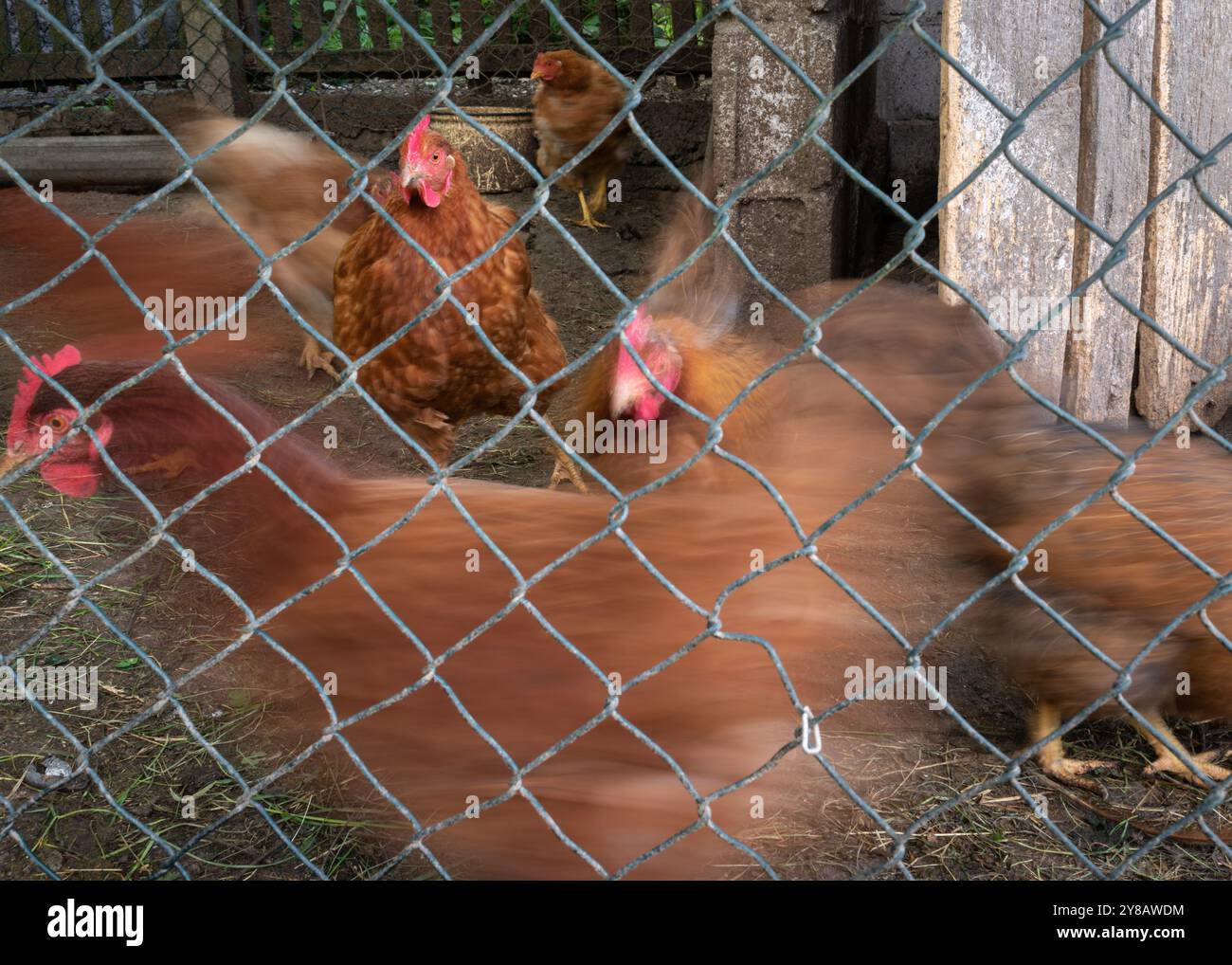Hens walk in hen coop with motion blur Stock Photo - Alamy