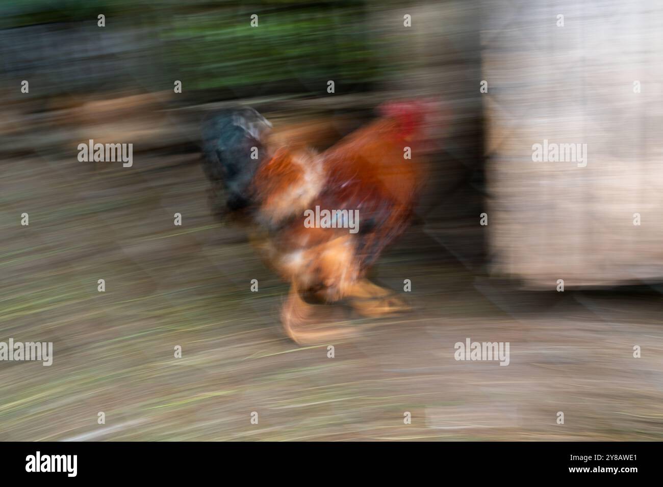 Rooster walks in hen coop in motion blur, intentional camera movement ...